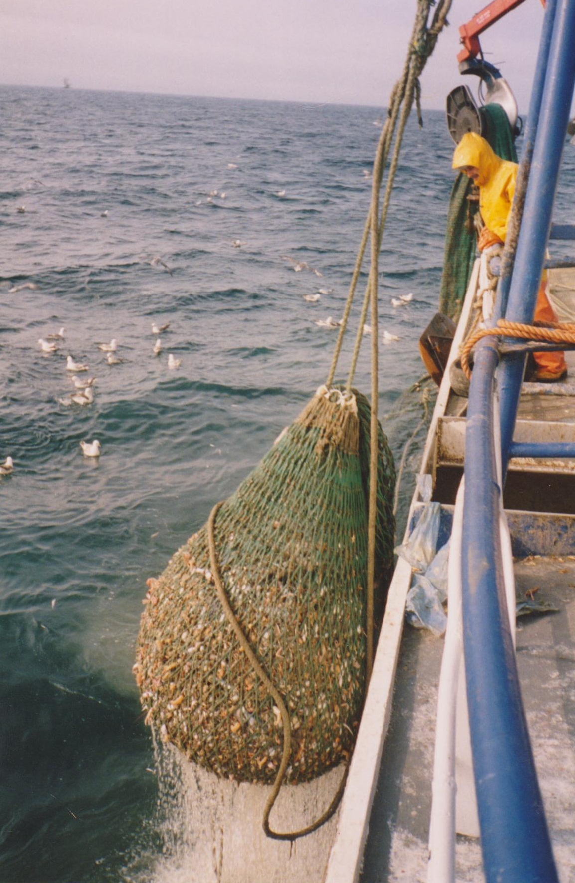 neph codend 001 - SeaScope Fisheries Research